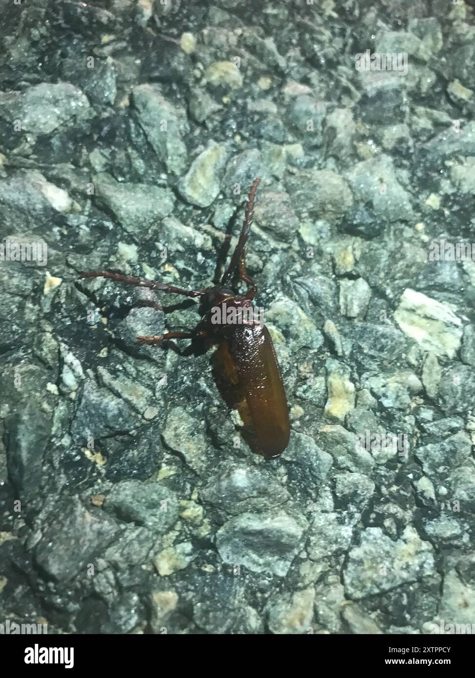 Tooth-necked Longhorn Beetle (Prionus pocularis) Insecta Stock Photo ...
