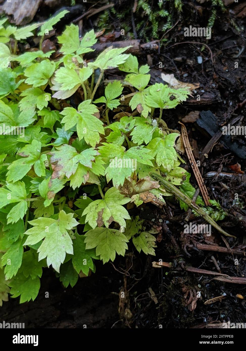 vascular plants (Tracheophyta) Plantae Stock Photo - Alamy