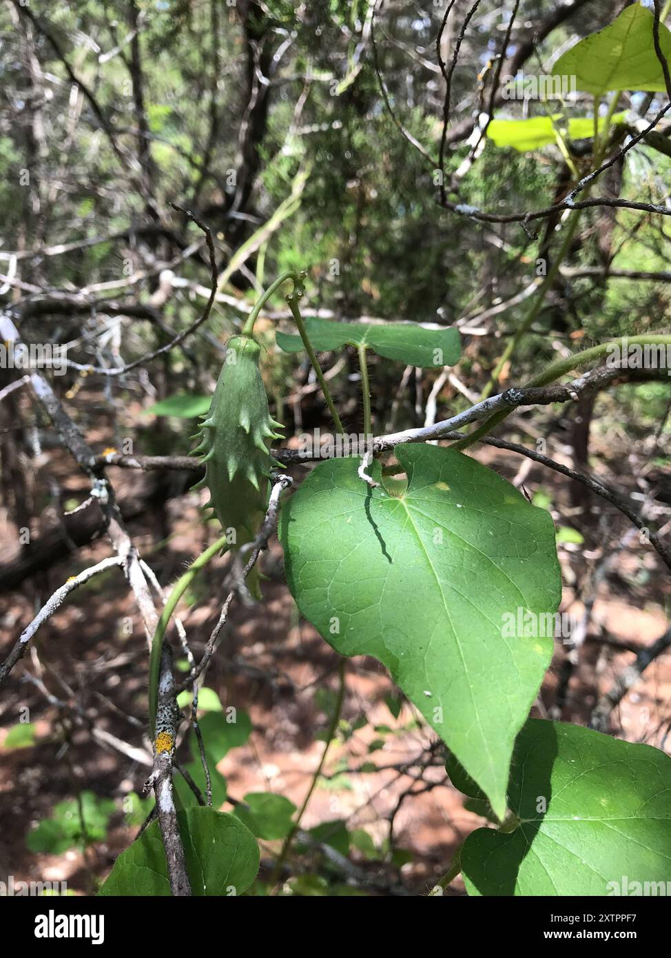 Pearl Milkweed (Matelea reticulata) Plantae Stock Photo - Alamy