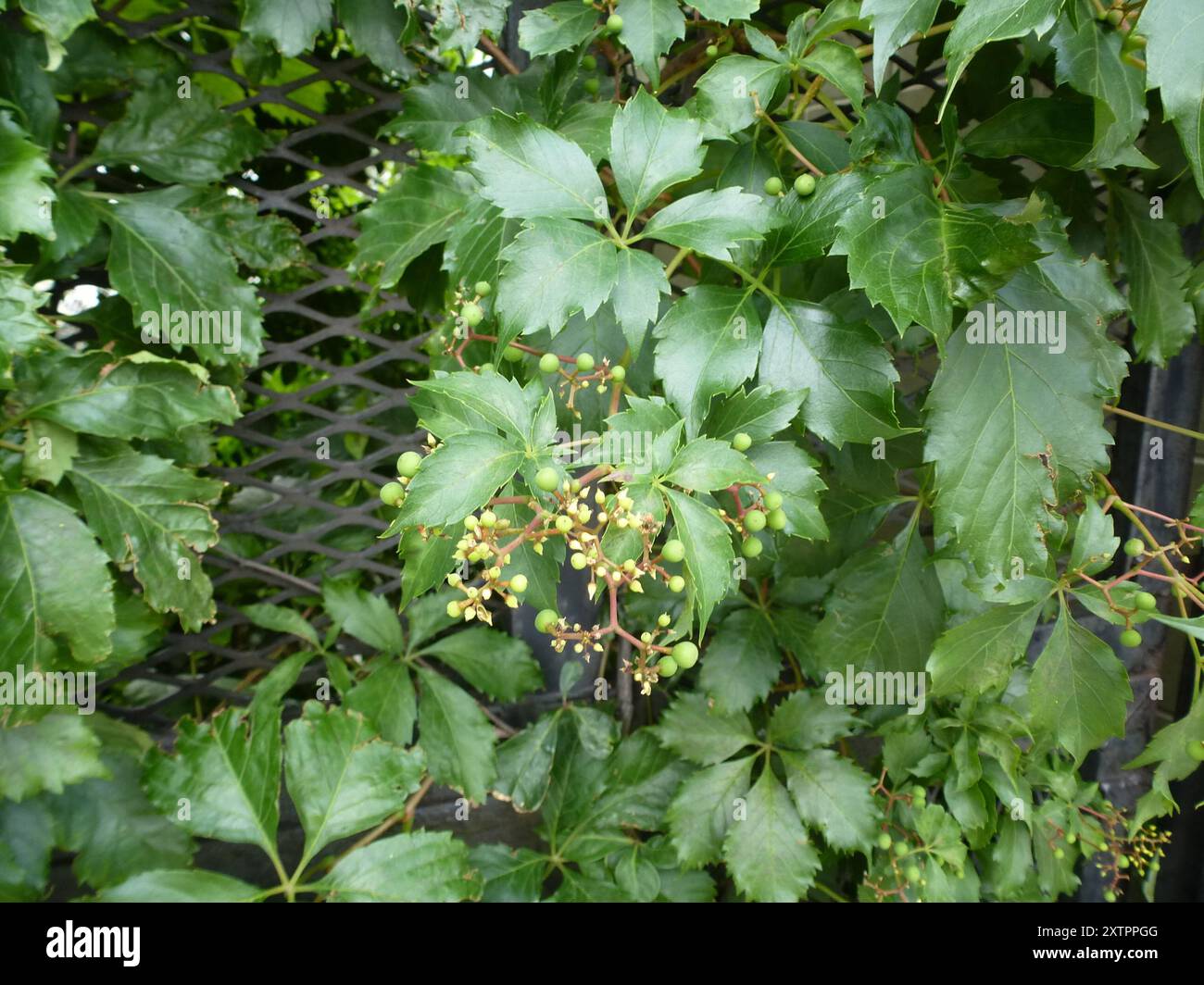 virginia creepers (Parthenocissus) Plantae Stock Photo - Alamy
