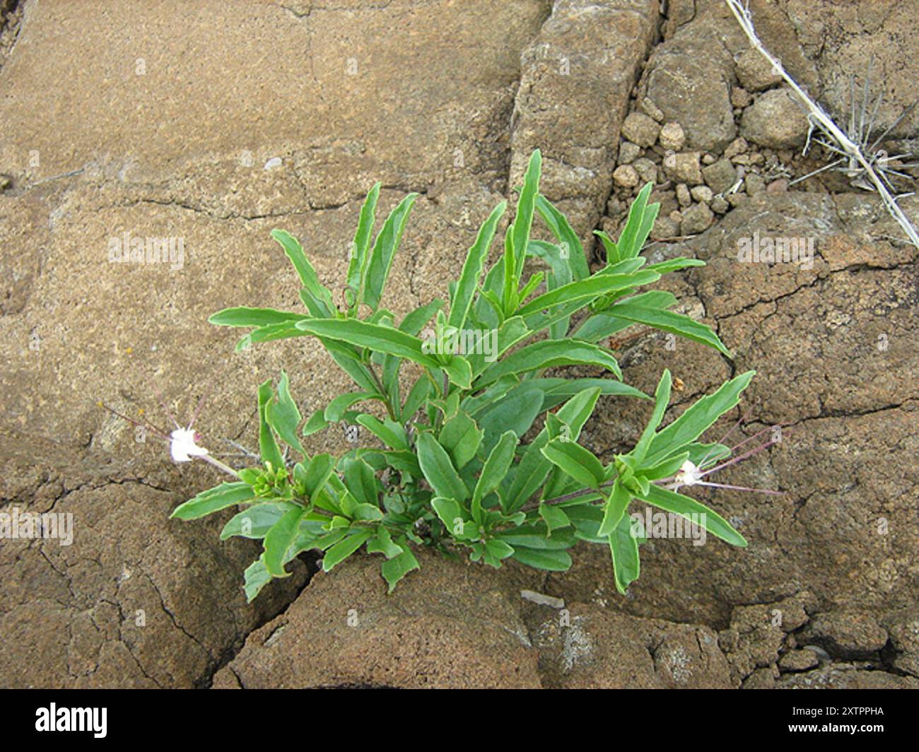 Tube Flower (Clerodendrum ternatum) Plantae Stock Photo - Alamy
