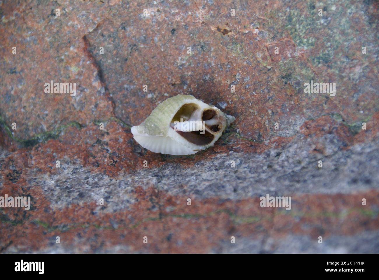 Atlantic Dogwhelk (Nucella lapillus) Mollusca Stock Photo - Alamy