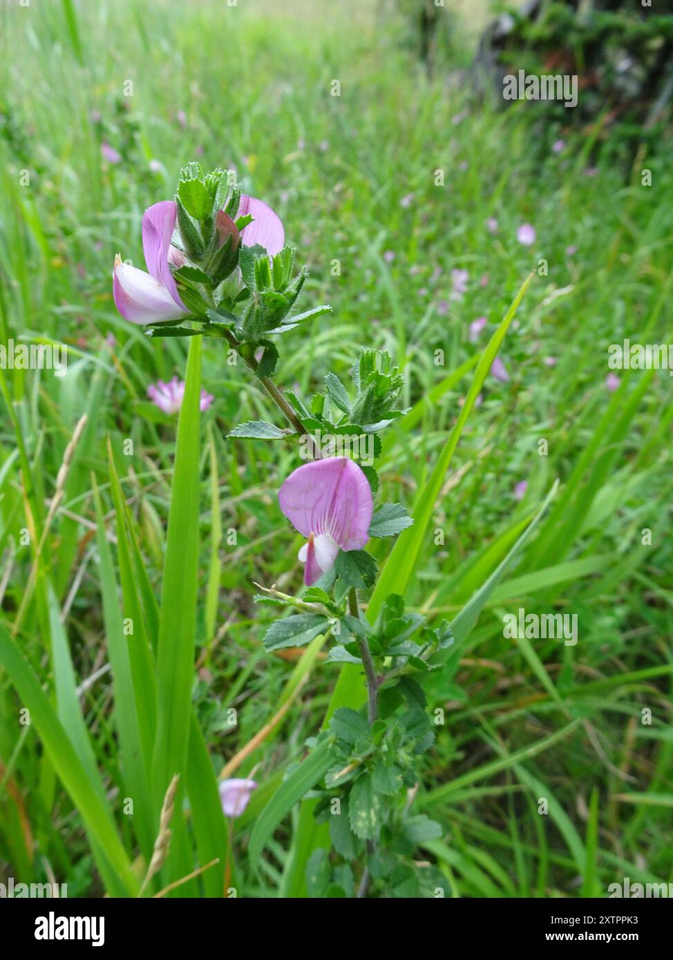 Spiny restharrow (Ononis spinosa) Plantae Stock Photo - Alamy