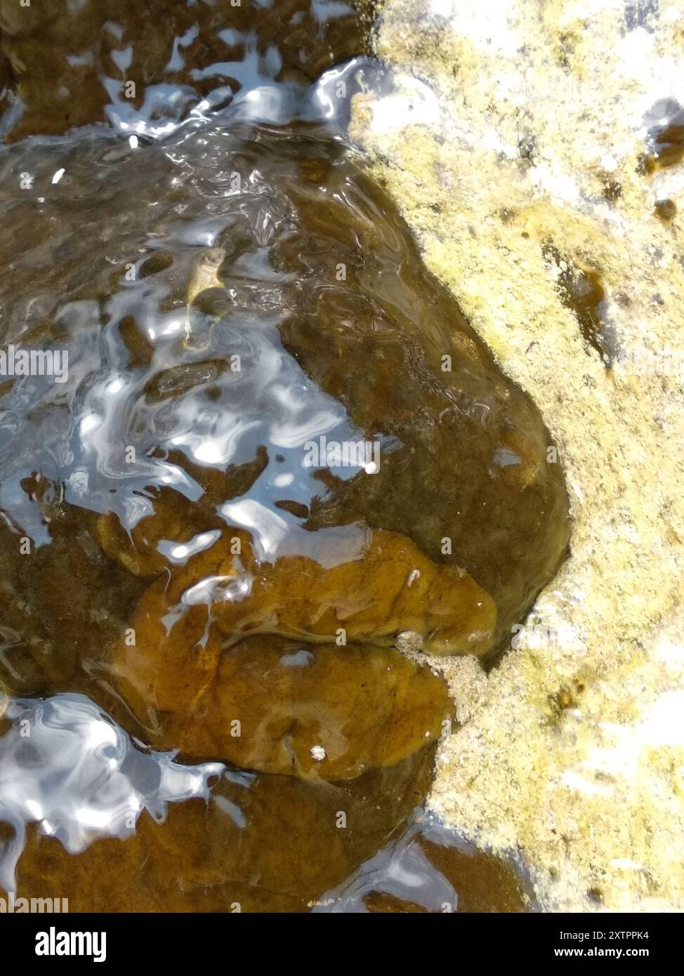 red algae (Rhodophyta) Plantae Stock Photo - Alamy