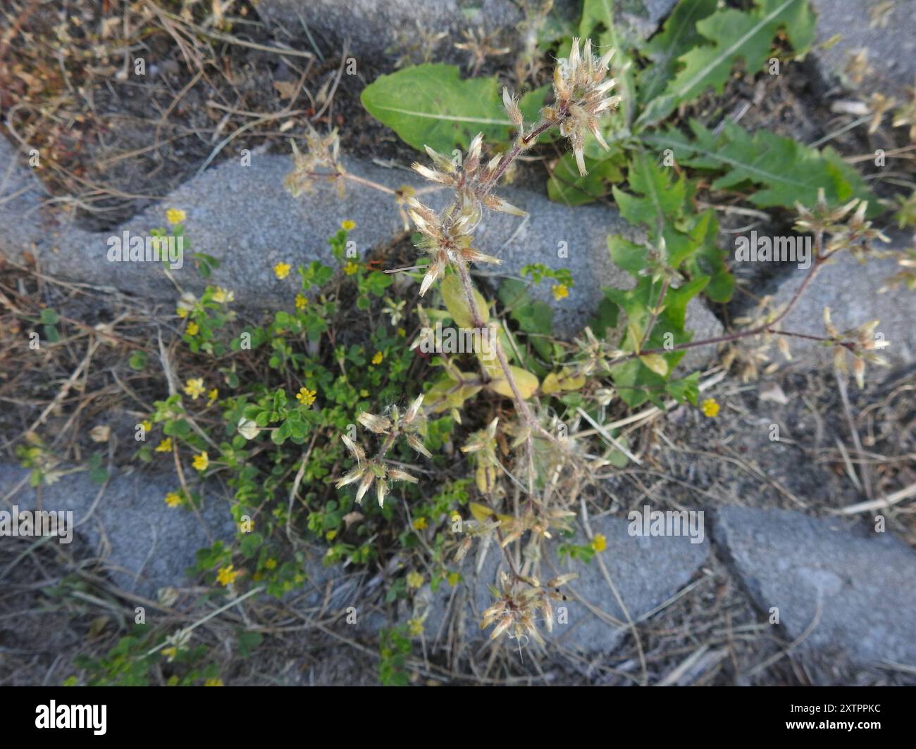 Sticky mouse-ear chickweed (Cerastium glomeratum) Plantae Stock Photo ...