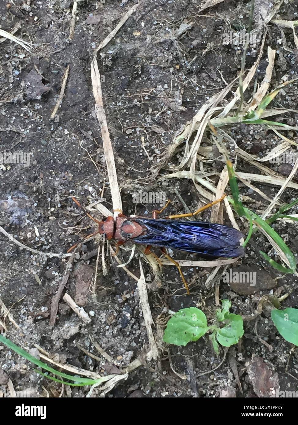 Pigeon Horntail (Tremex columba) Insecta Stock Photo - Alamy