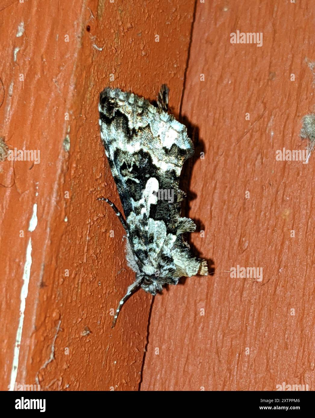 Pepper and salt moth hi-res stock photography and images - Alamy