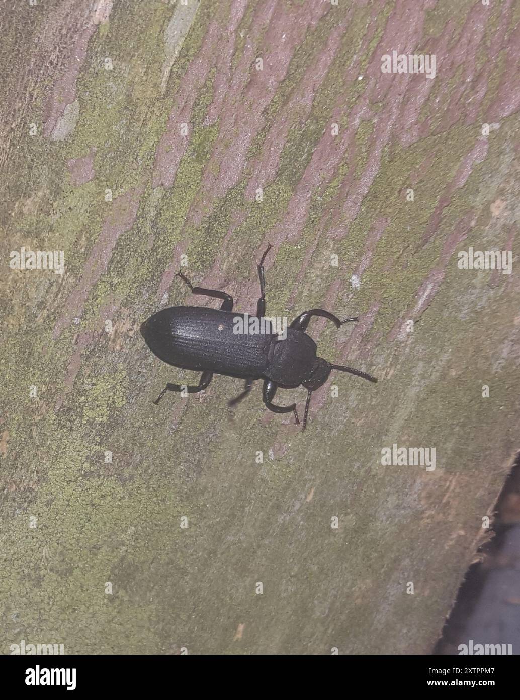 Dark Mealworm (Tenebrio obscurus) Insecta Stock Photo - Alamy