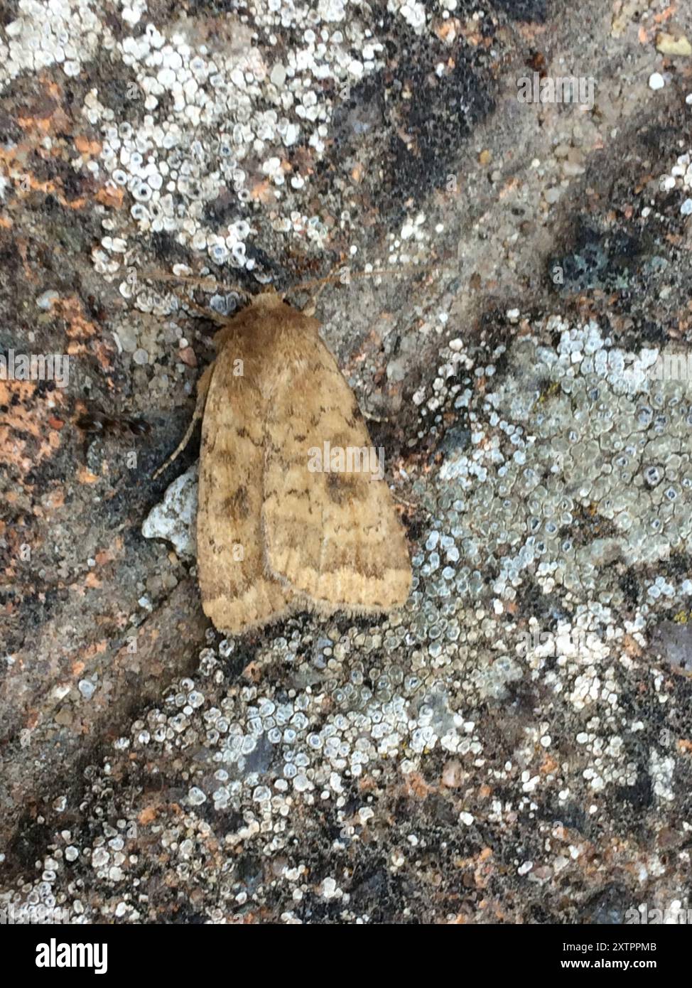 Mottled Rustic (Caradrina morpheus) Insecta Stock Photo - Alamy