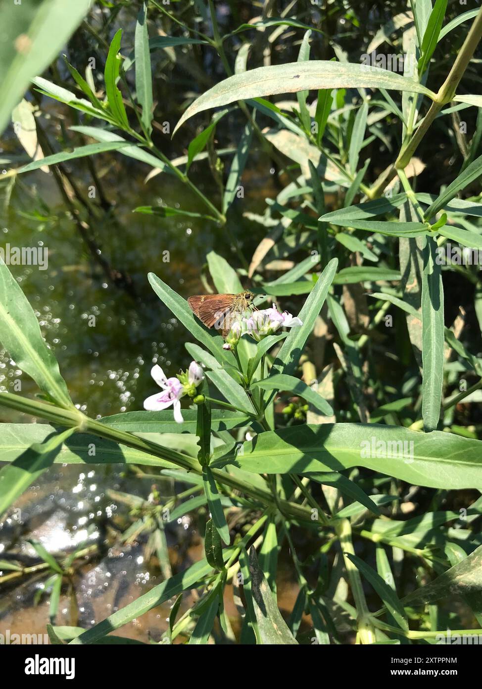 Vernia verna hi-res stock photography and images - Alamy