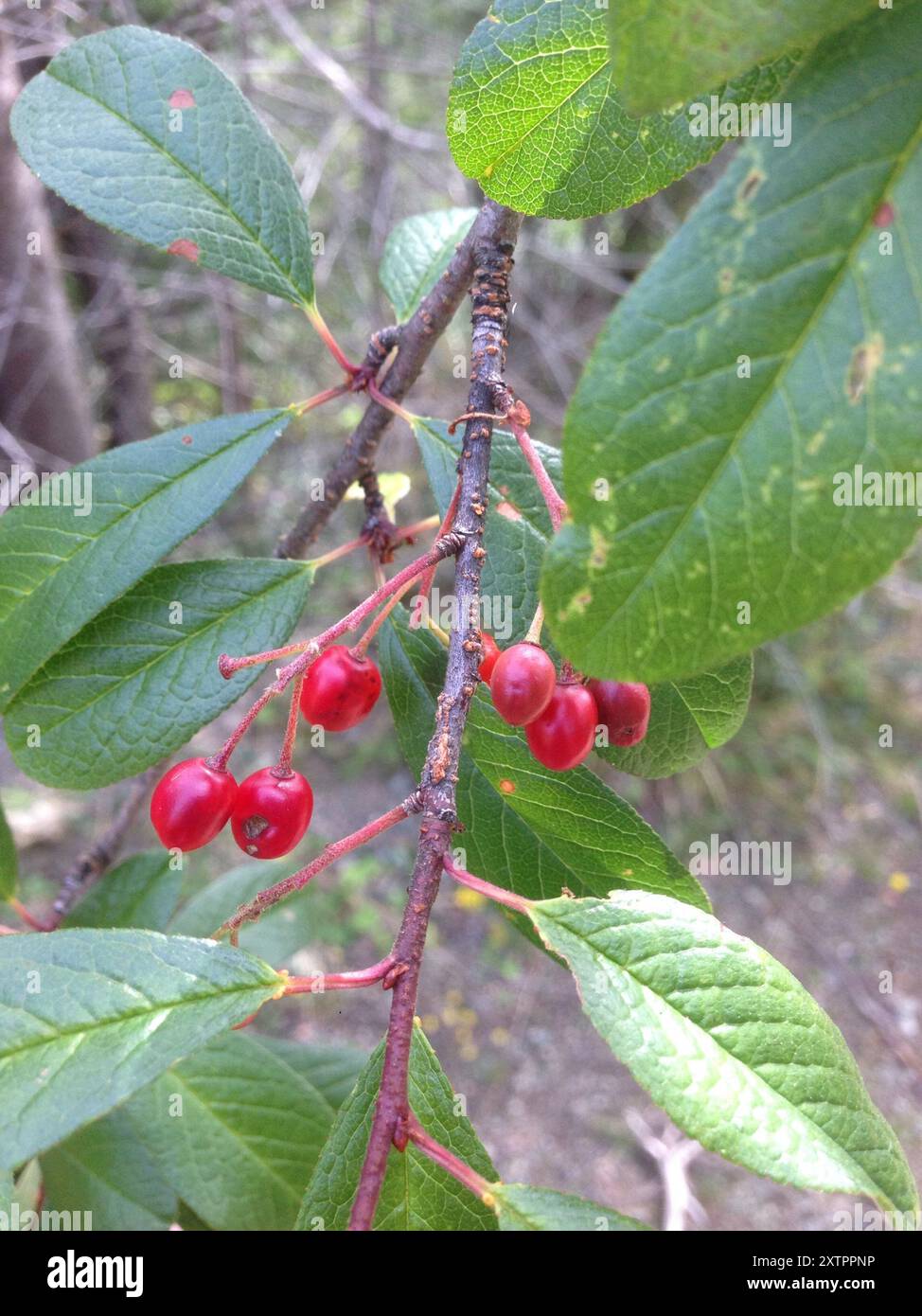 Bitter cherry (Prunus emarginata) Plantae Stock Photo - Alamy