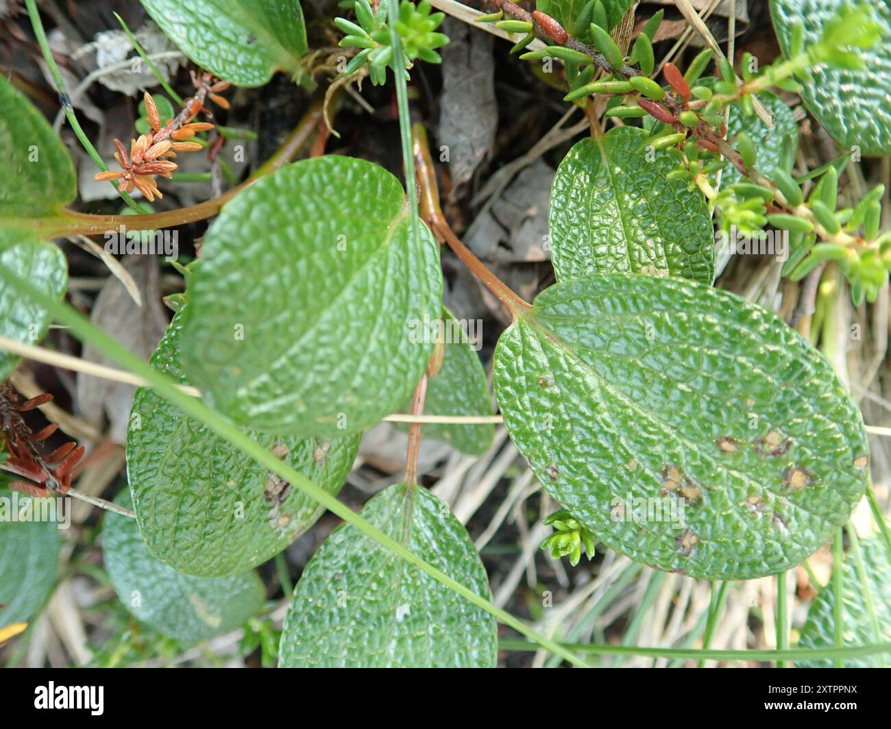 Net-leaved Willow (Salix reticulata) Plantae Stock Photo - Alamy