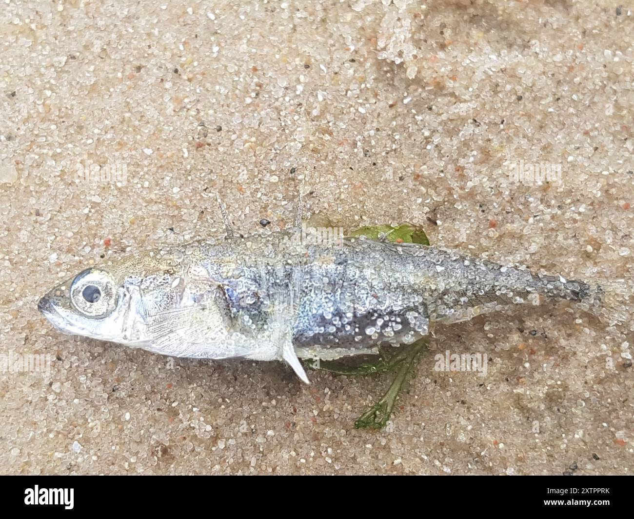 Threespine Stickleback (Gasterosteus aculeatus) Actinopterygii Stock ...