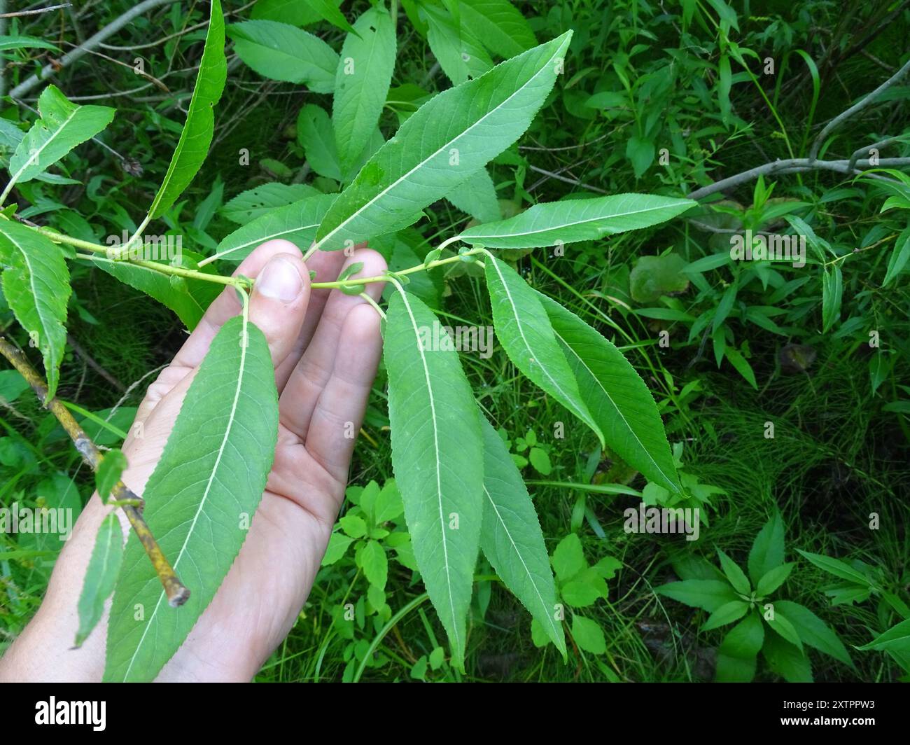 heart-leaved willow (Salix eriocephala) Plantae Stock Photo - Alamy