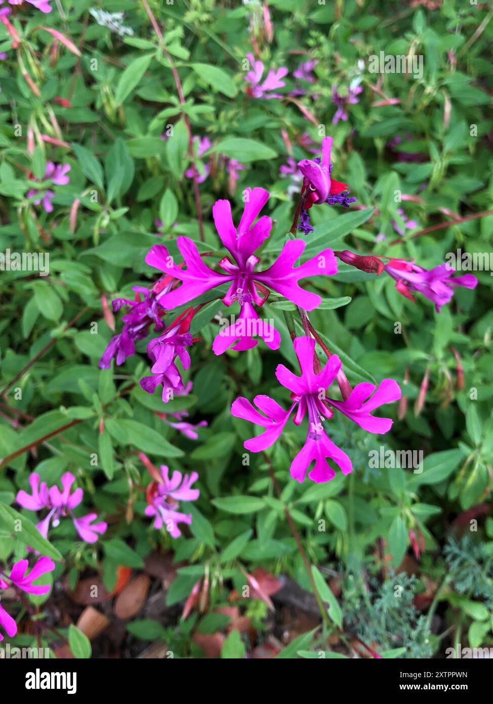 Red Ribbons (Clarkia concinna) Plantae Stock Photo - Alamy