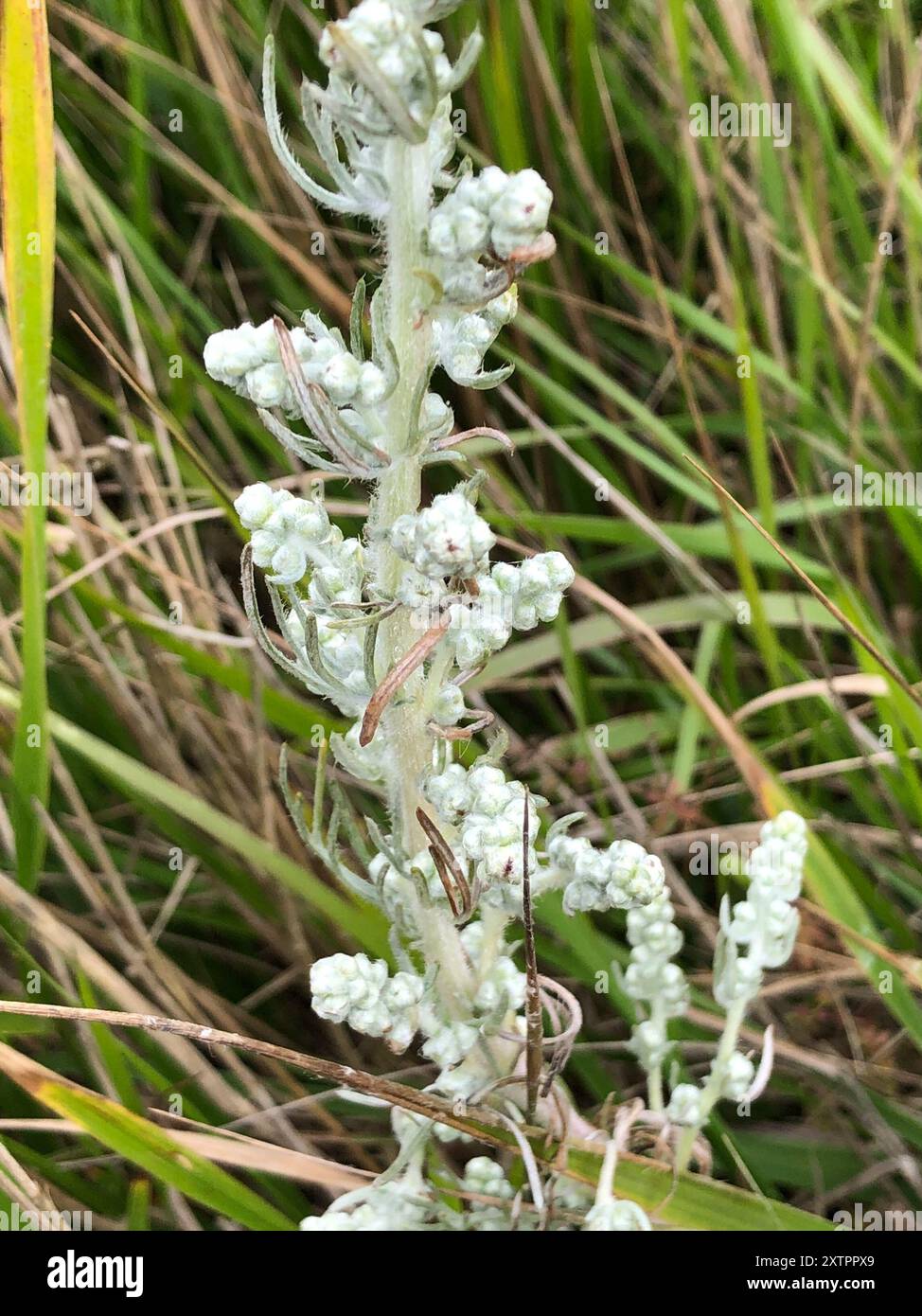 coastal sagewort (Artemisia pycnocephala) Plantae Stock Photo - Alamy
