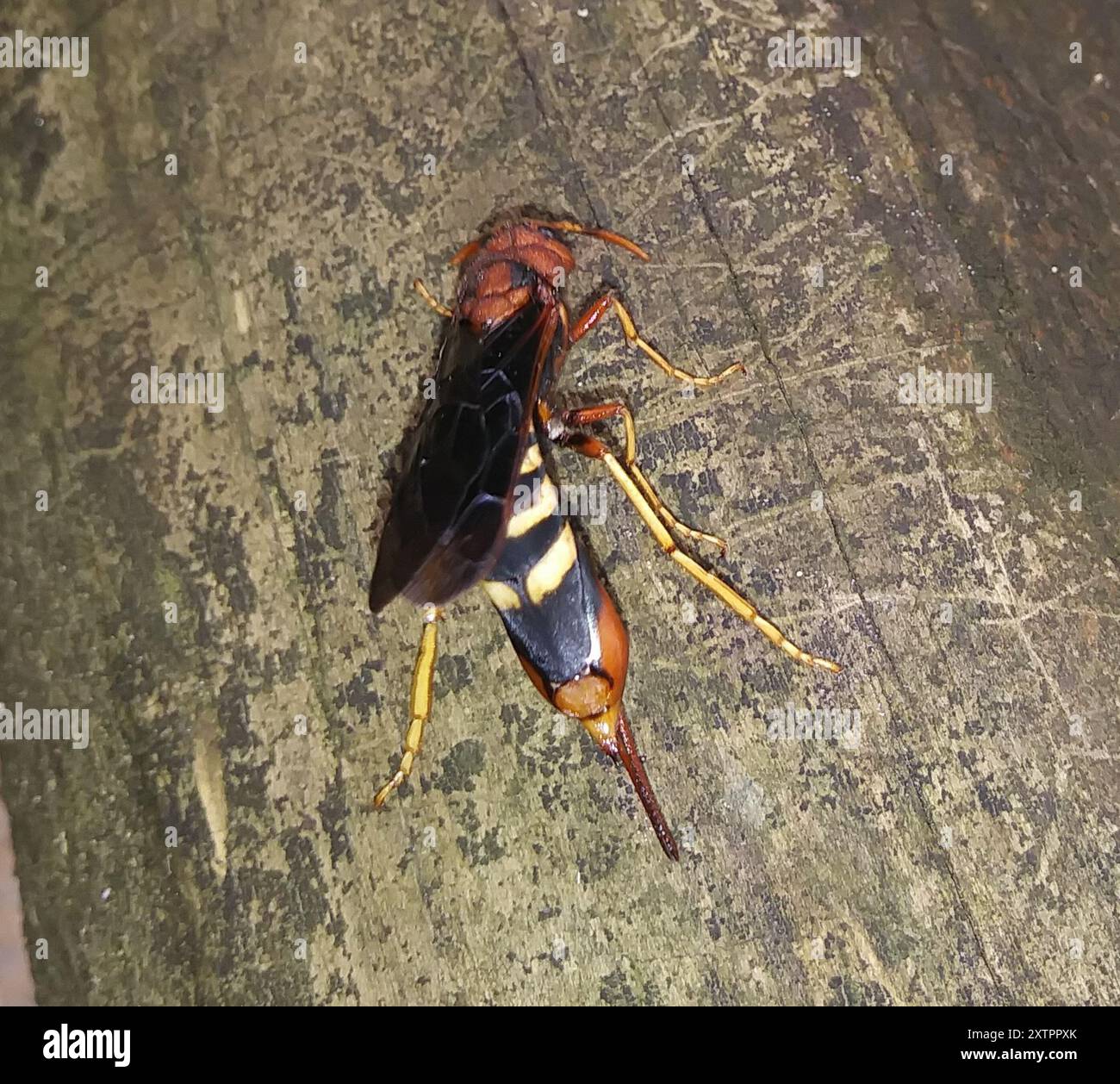 Pigeon Horntail (Tremex columba) Insecta Stock Photo - Alamy