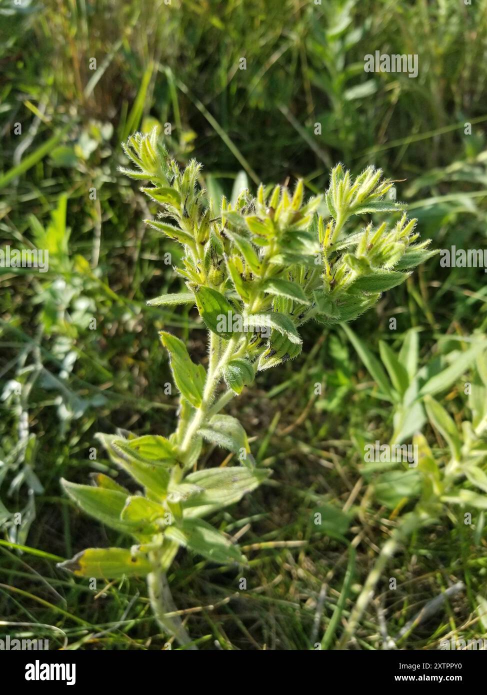 False gromwell hi-res stock photography and images - Alamy