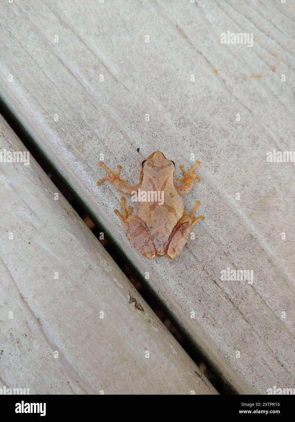 Spring Peeper (Pseudacris crucifer) Amphibia Stock Photo - Alamy