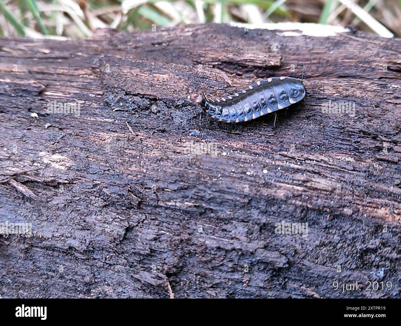 Burying and Carrion Beetles (Silphidae) Insecta Stock Photo - Alamy