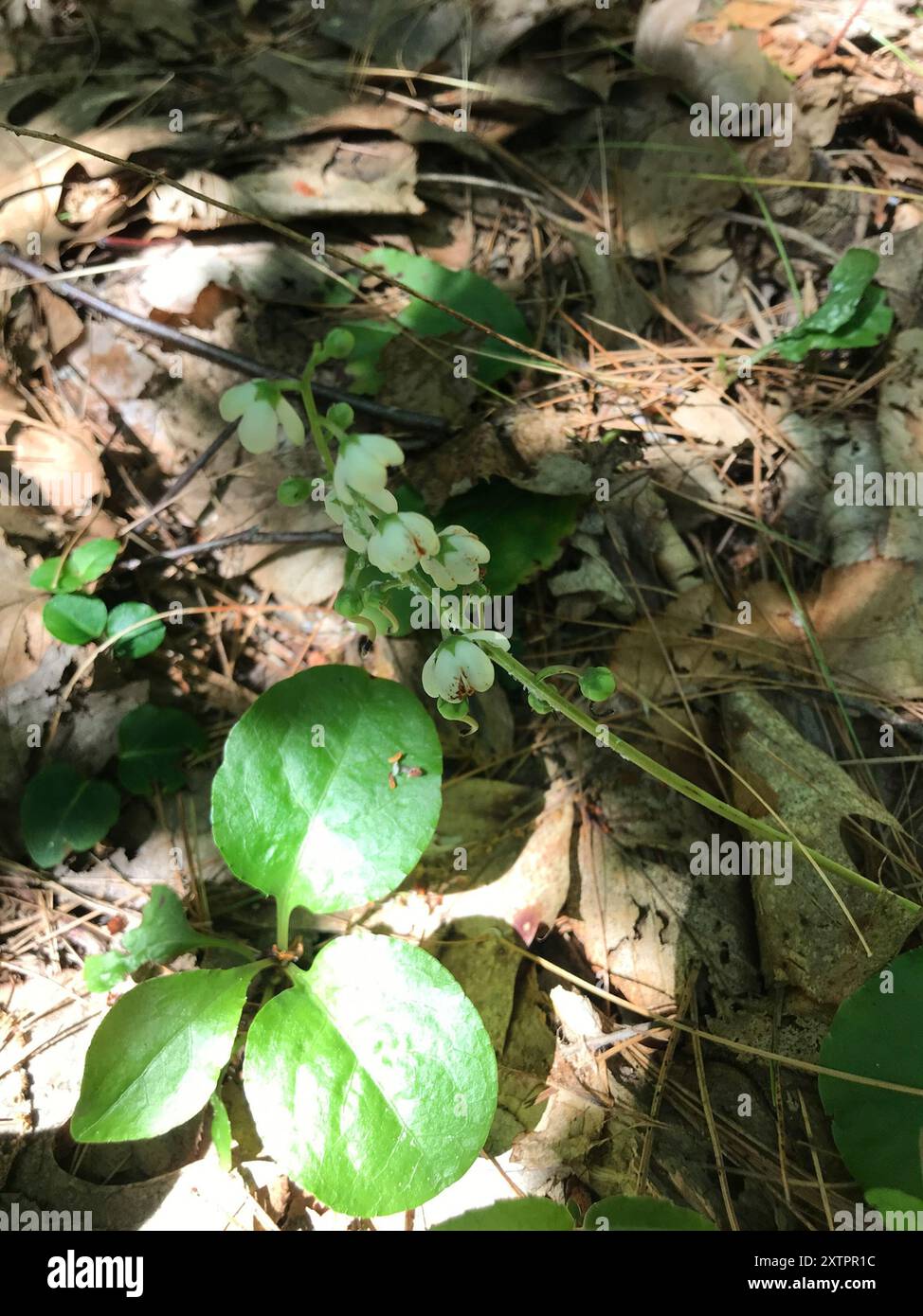 shinleaf (Pyrola elliptica) Plantae Stock Photo - Alamy
