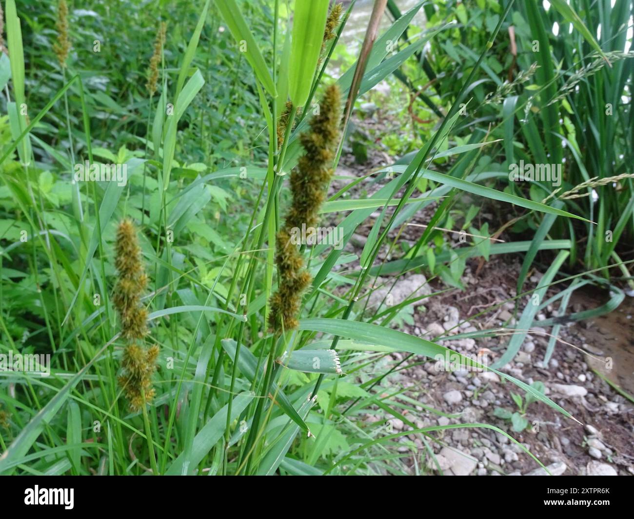 fox sedge (Carex vulpinoidea) Plantae Stock Photo - Alamy