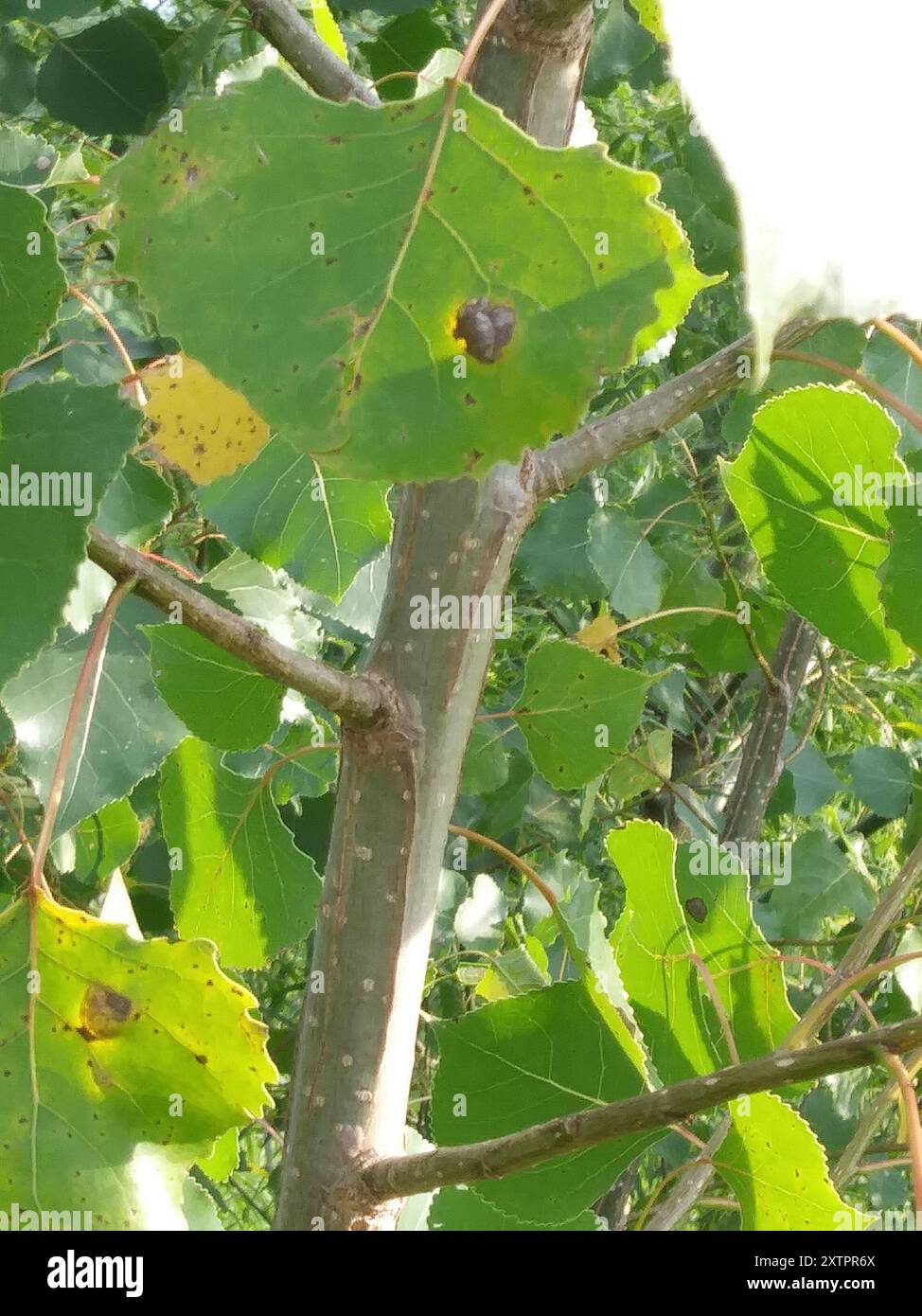 Eastern Cottonwood (Populus deltoides) Plantae Stock Photo - Alamy