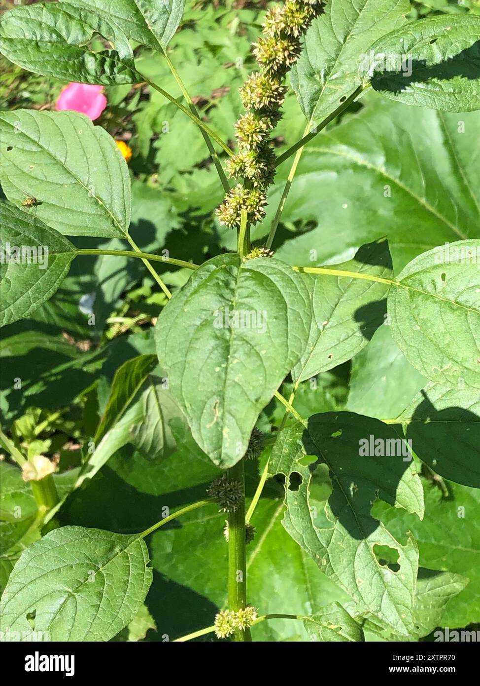 Redroot Amaranth (Amaranthus retroflexus) Plantae Stock Photo - Alamy
