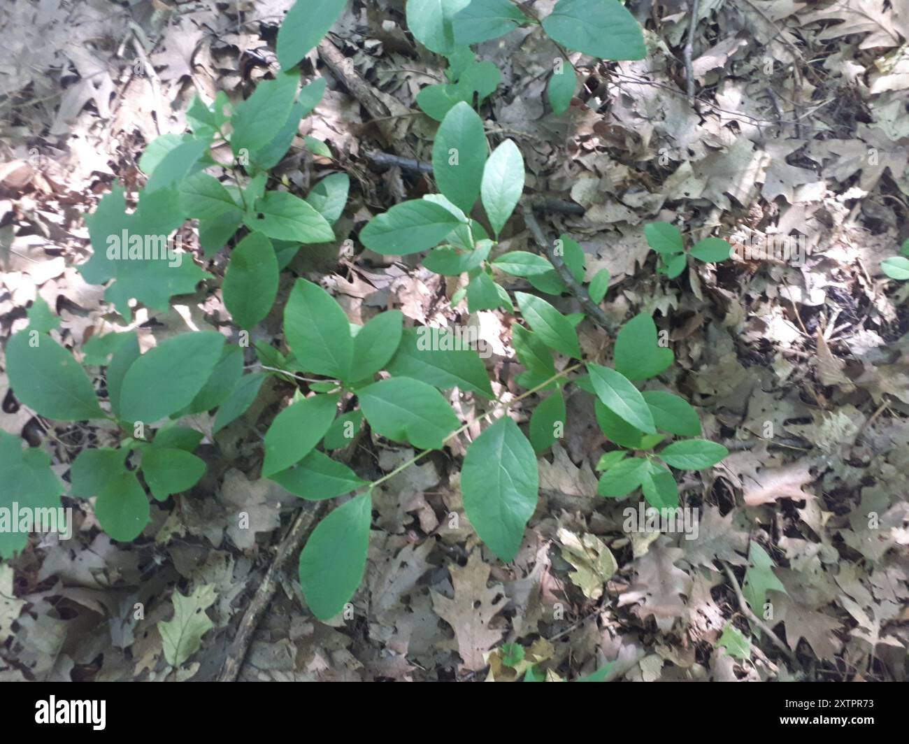 Running Strawberry-bush (Euonymus obovatus) Plantae Stock Photo - Alamy