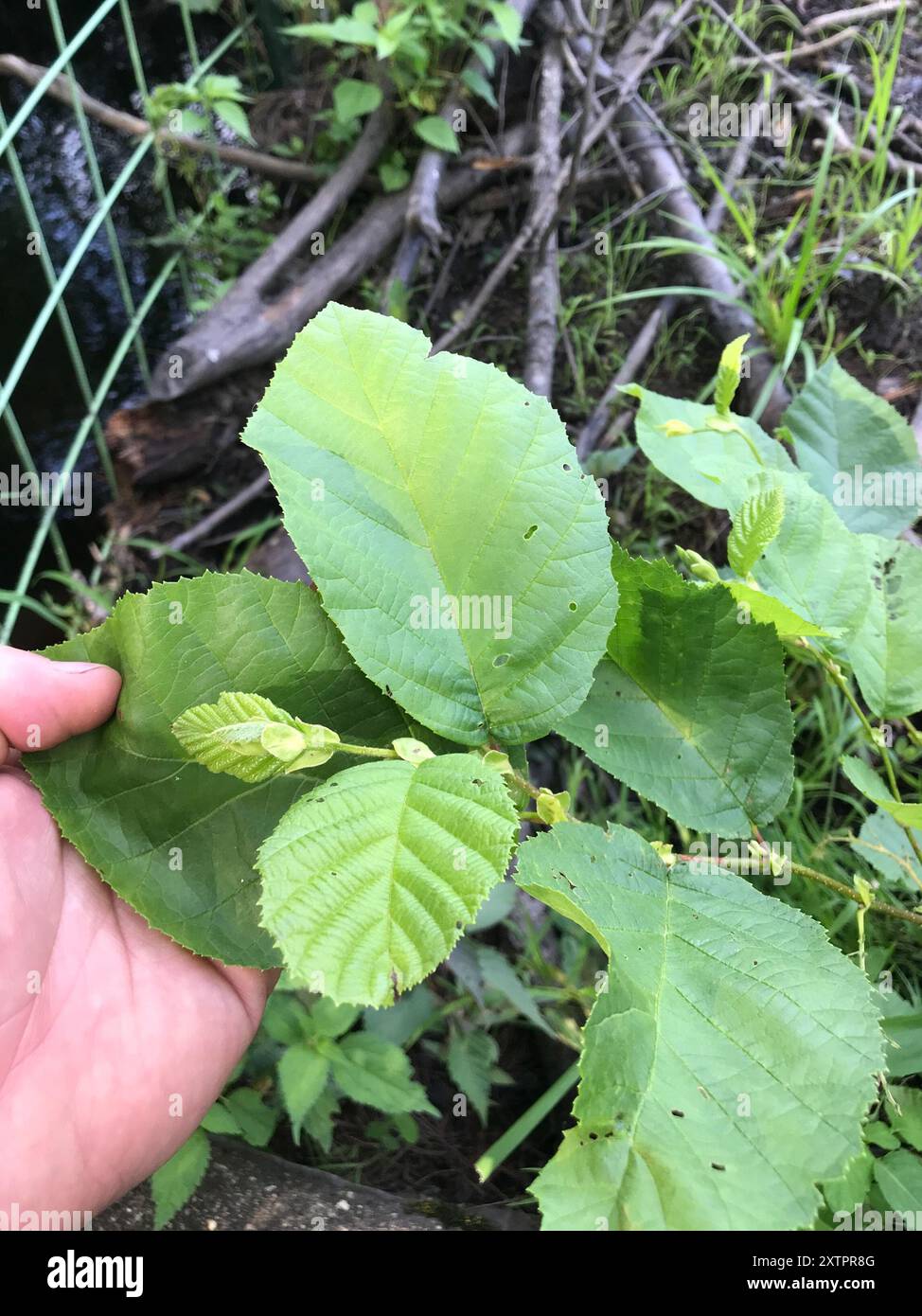 swamp alder (Alnus incana rugosa) Plantae Stock Photo - Alamy