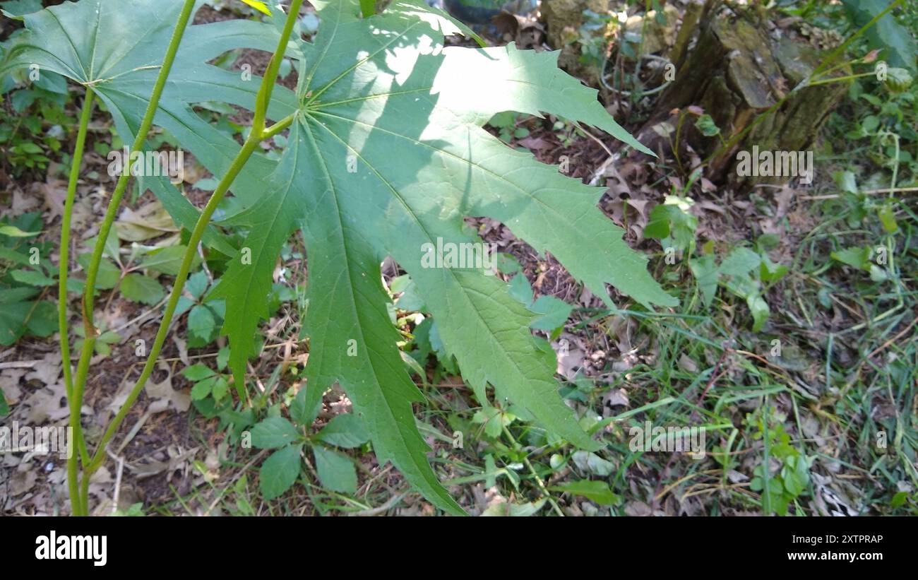 Glade Mallow (Napaea dioica) Plantae Stock Photo - Alamy