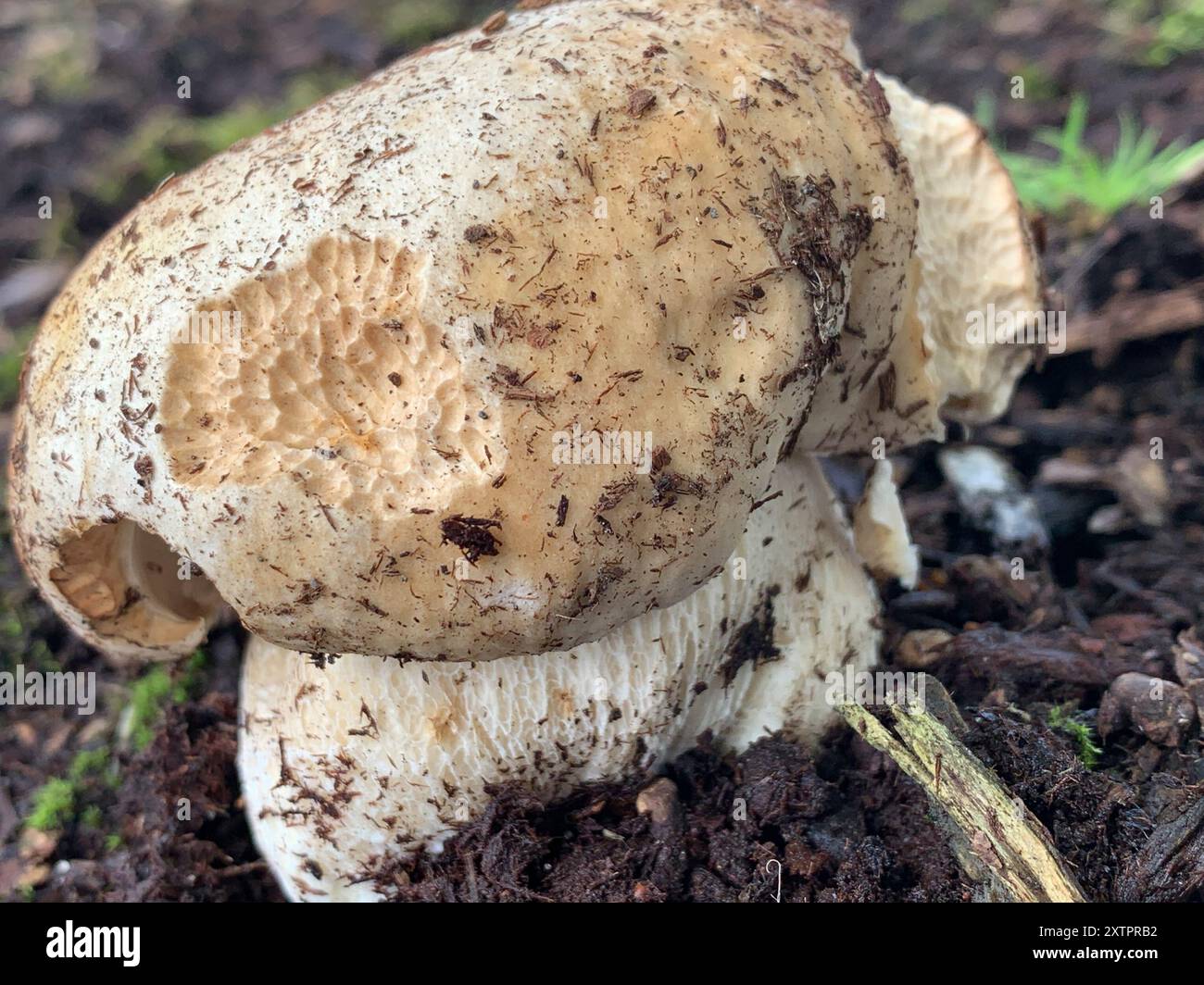 Barrow's Bolete (Boletus barrowsii) Fungi Stock Photo - Alamy