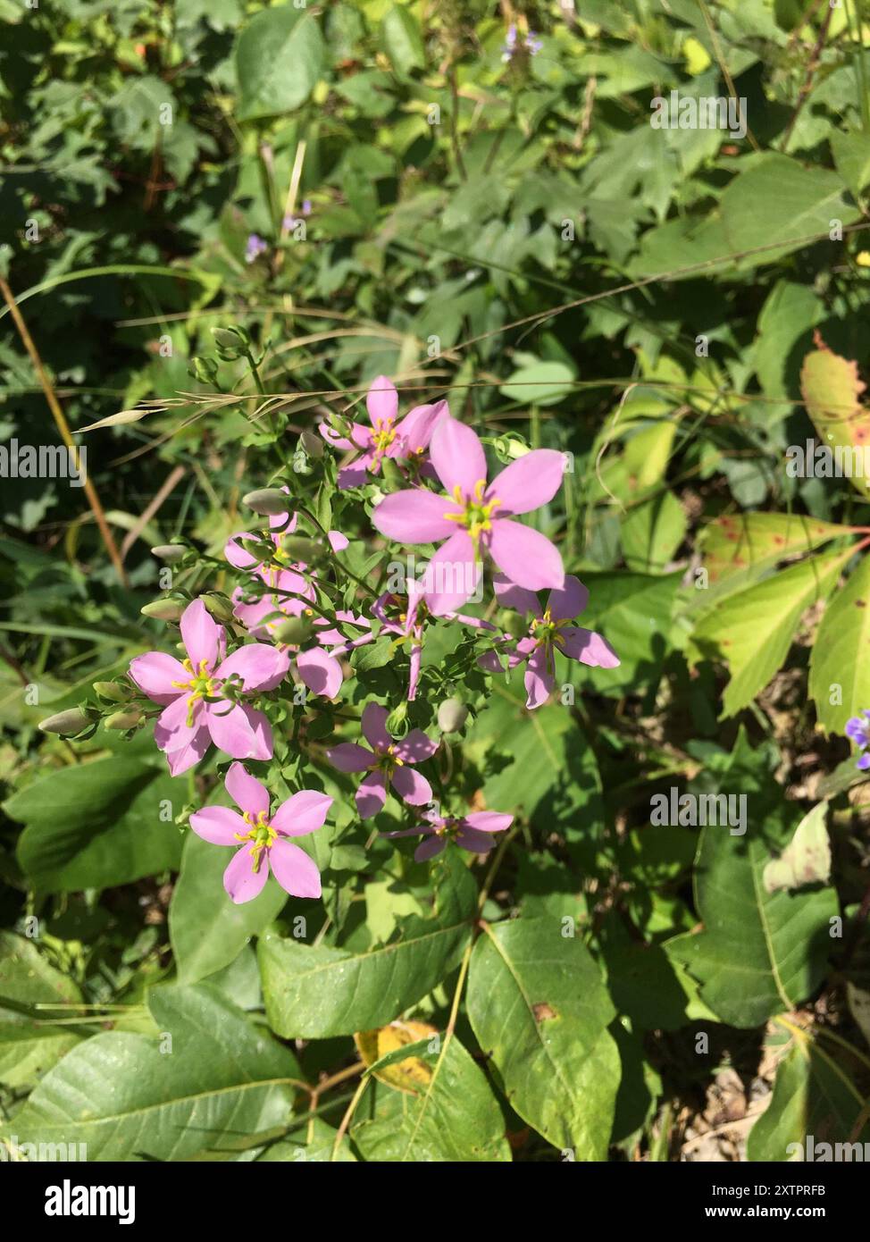 Rosepink (Sabatia angularis) Plantae Stock Photo - Alamy