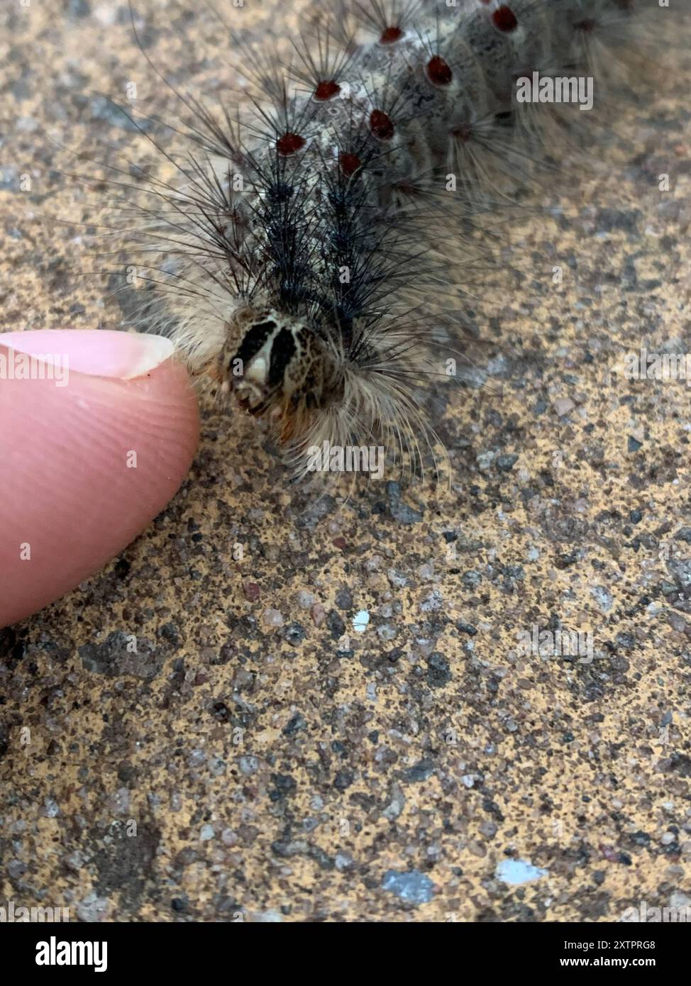 Spongy Moth (Lymantria dispar) Insecta Stock Photo - Alamy