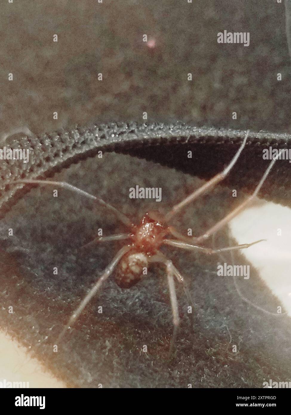 Triangulate Combfoot (Steatoda triangulosa) Arachnida Stock Photo - Alamy