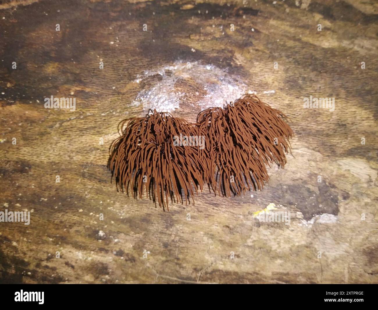 chocolate tube slime (Stemonitis splendens) Protozoa Stock Photo - Alamy