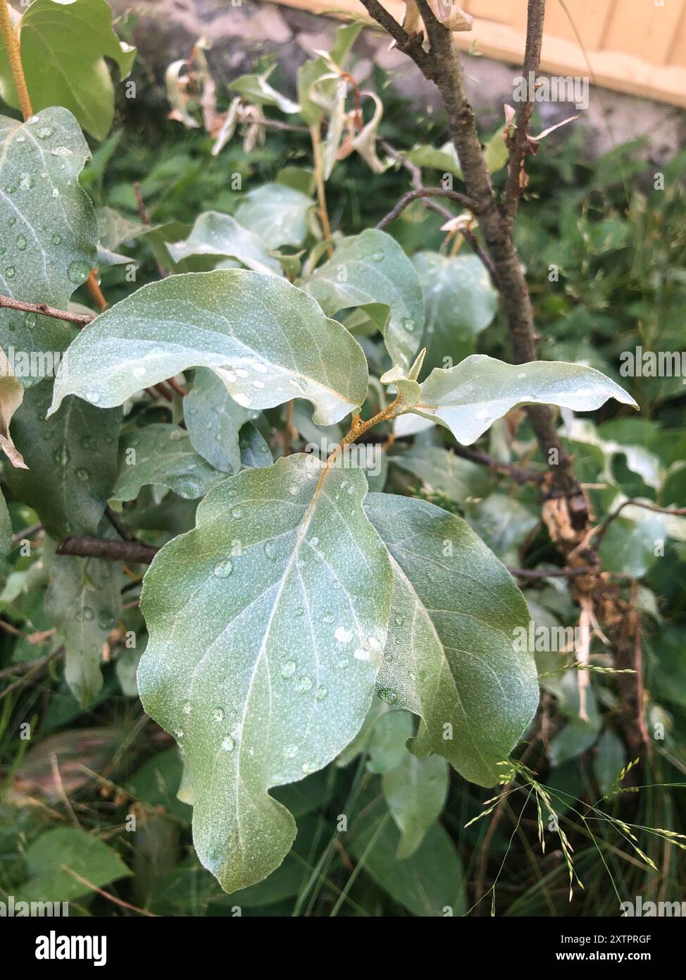 Silverberry (Elaeagnus commutata) Plantae Stock Photo - Alamy