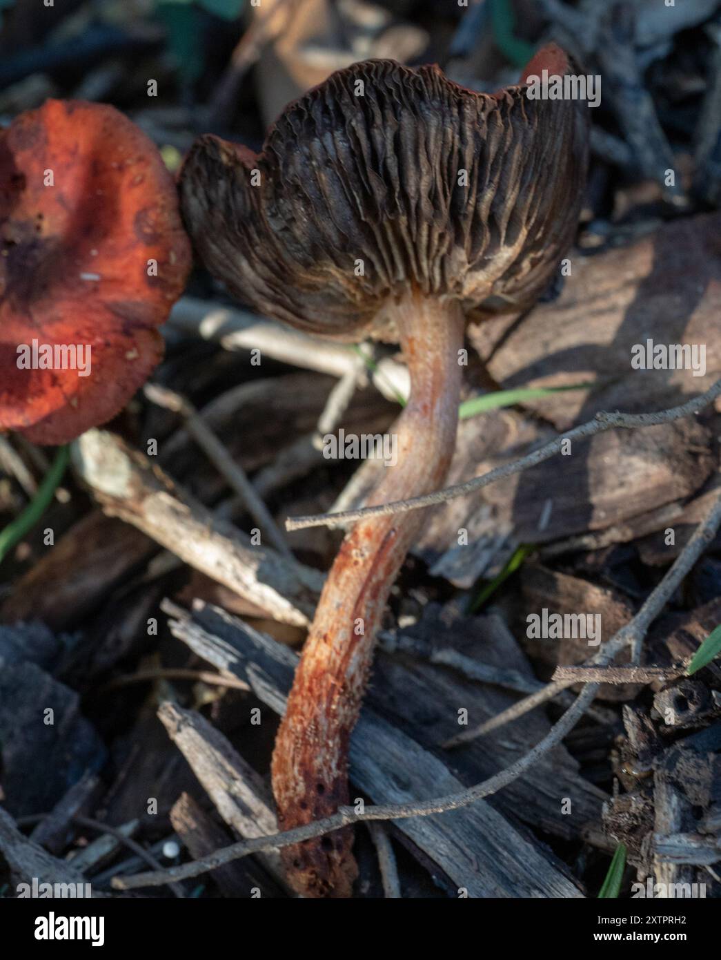 Chip Cherries (Leratiomyces ceres) Fungi Stock Photo - Alamy