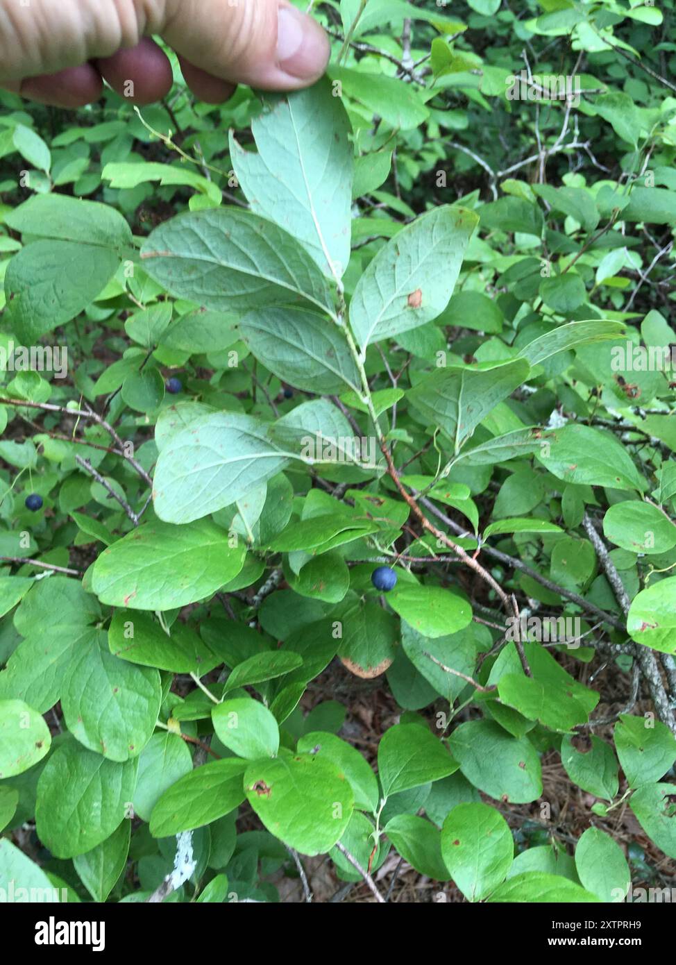 Northern highbush blueberry (Vaccinium corymbosum) Plantae Stock Photo ...