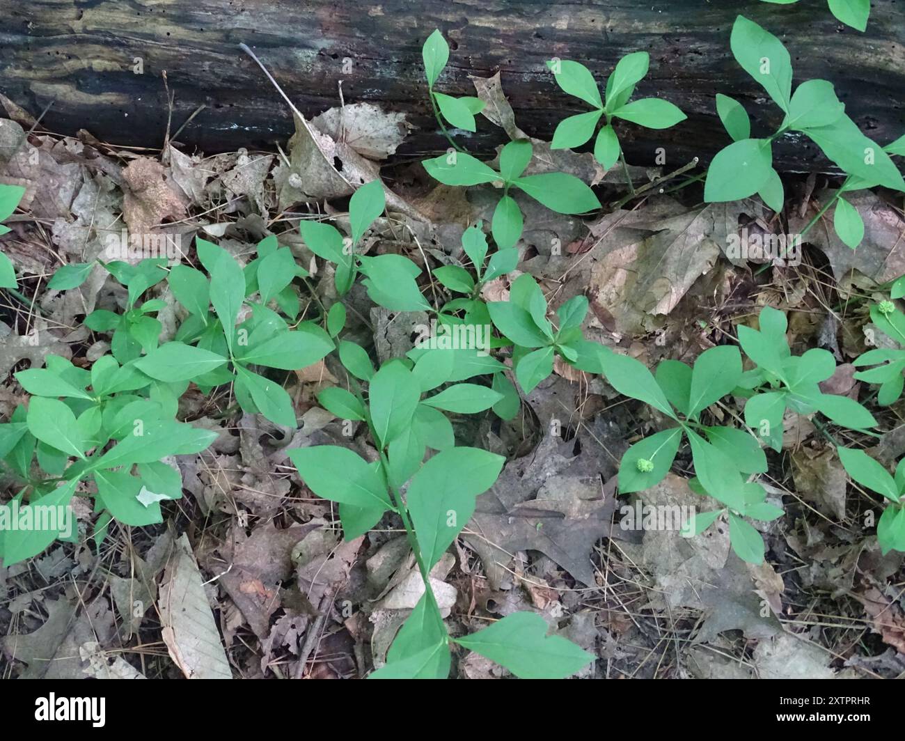 Running Strawberry-bush (Euonymus obovatus) Plantae Stock Photo - Alamy
