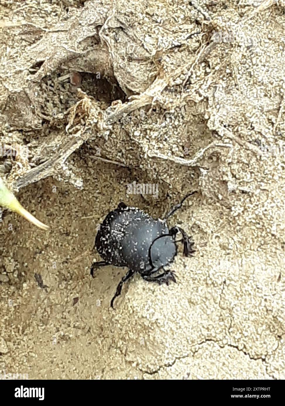 Dung Beetles (Scarabaeinae) Insecta Stock Photo - Alamy