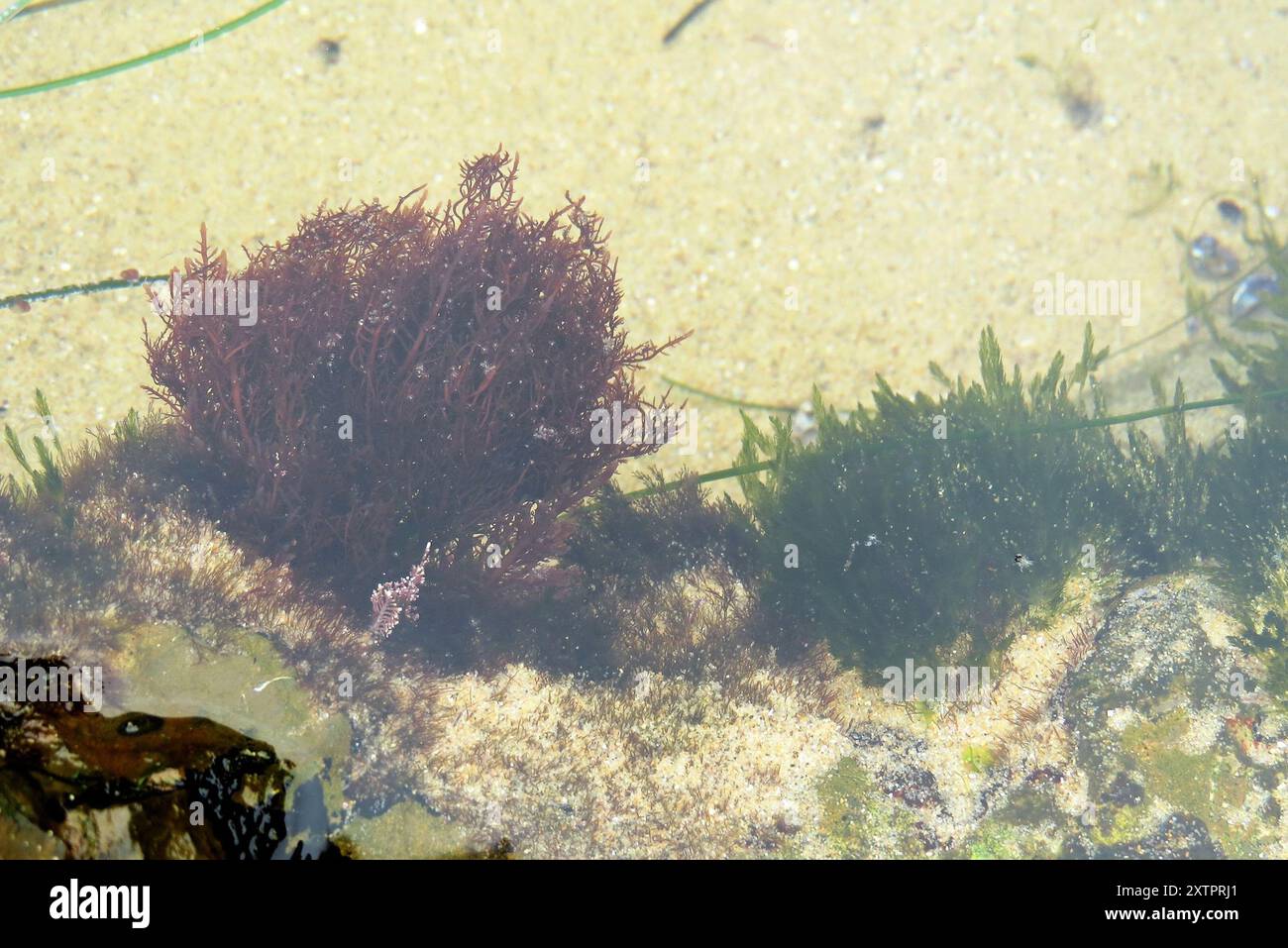 red algae (Rhodophyta) Plantae Stock Photo - Alamy