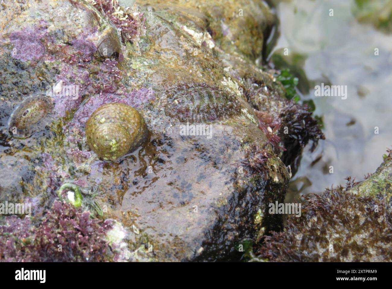 Eiseni hi-res stock photography and images - Alamy