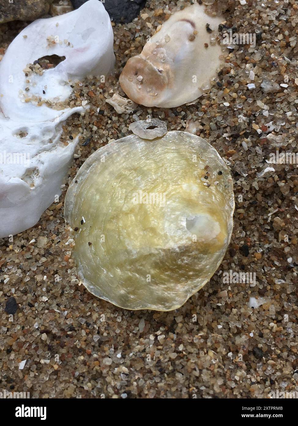 Common Jingle (Anomia simplex) Mollusca Stock Photo - Alamy