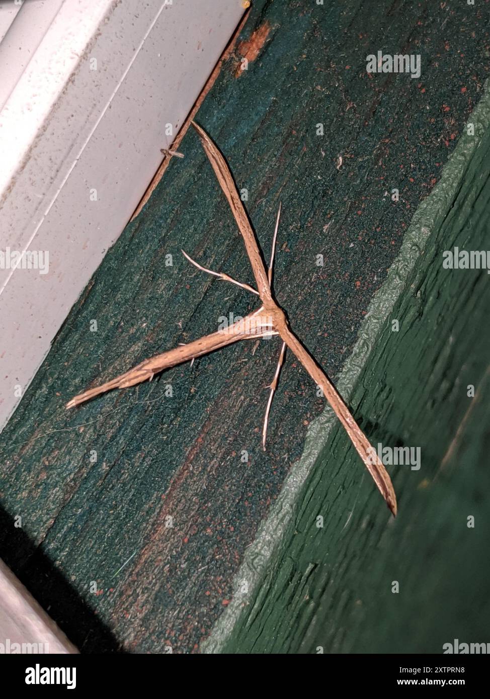 Morning-glory Plume Moth (Emmelina monodactyla) Insecta Stock Photo - Alamy