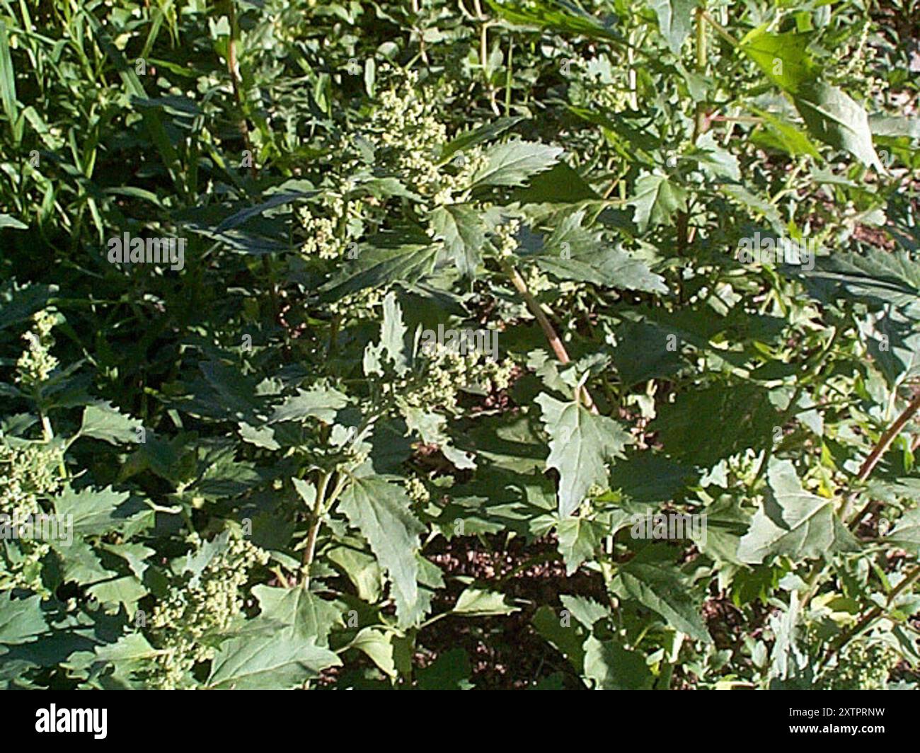 saltbush subfamily (Chenopodioideae) Plantae Stock Photo - Alamy