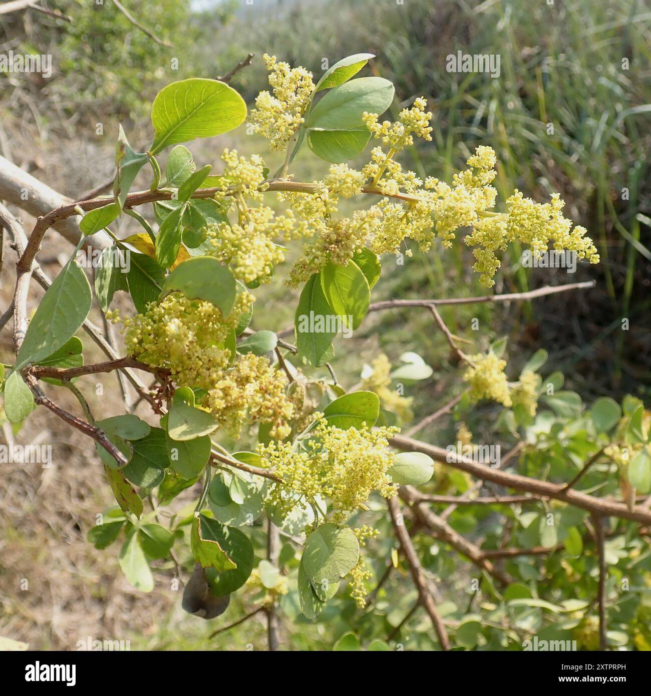 Karees (Searsia) Plantae Stock Photo - Alamy