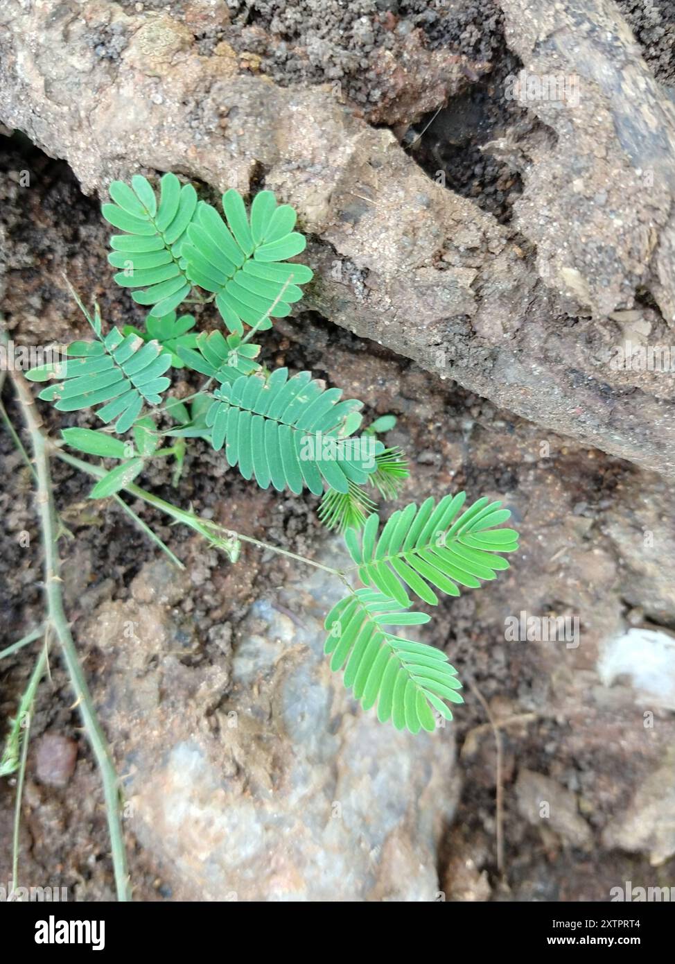 (Mimosa candollei) Plantae Stock Photo - Alamy