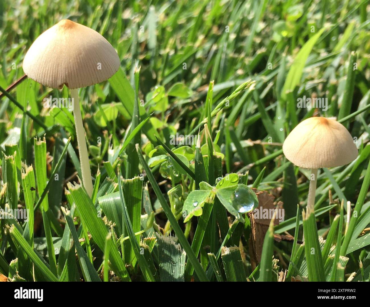 milky conecap (Conocybe apala) Fungi Stock Photo - Alamy