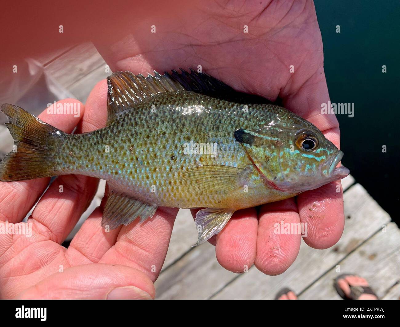 Redbreast Sunfish (Lepomis auritus) Actinopterygii Stock Photo - Alamy